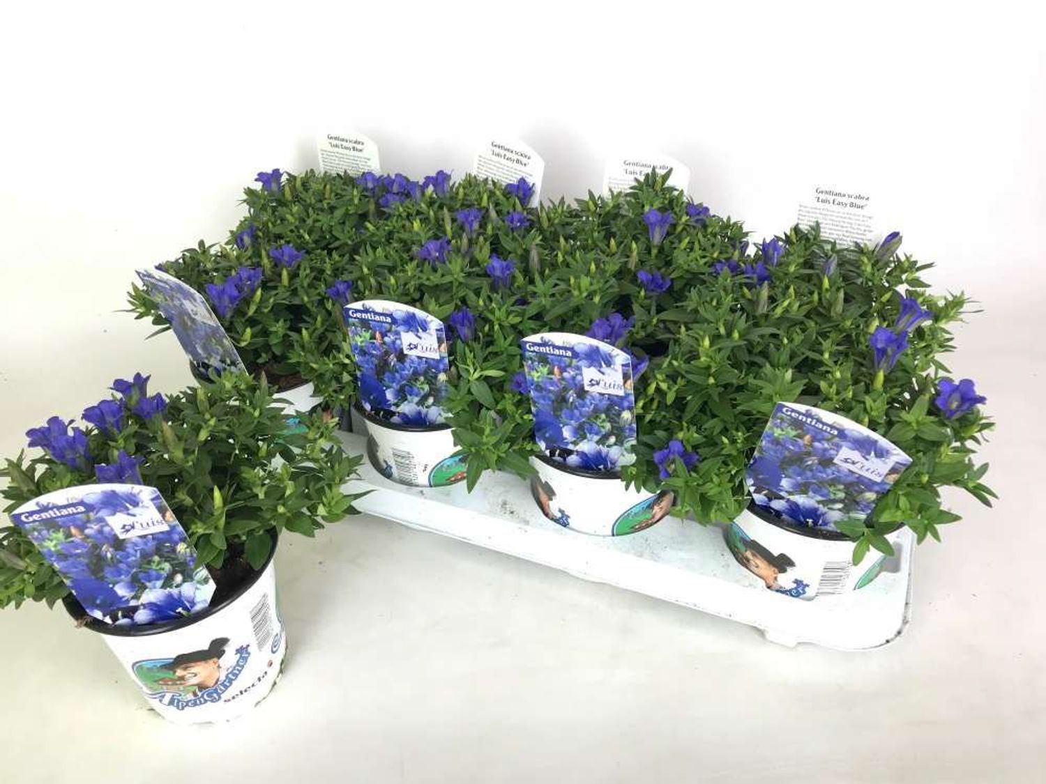 Gentiana scabra LUIS BLUE — Plant Wholesale FlorAccess