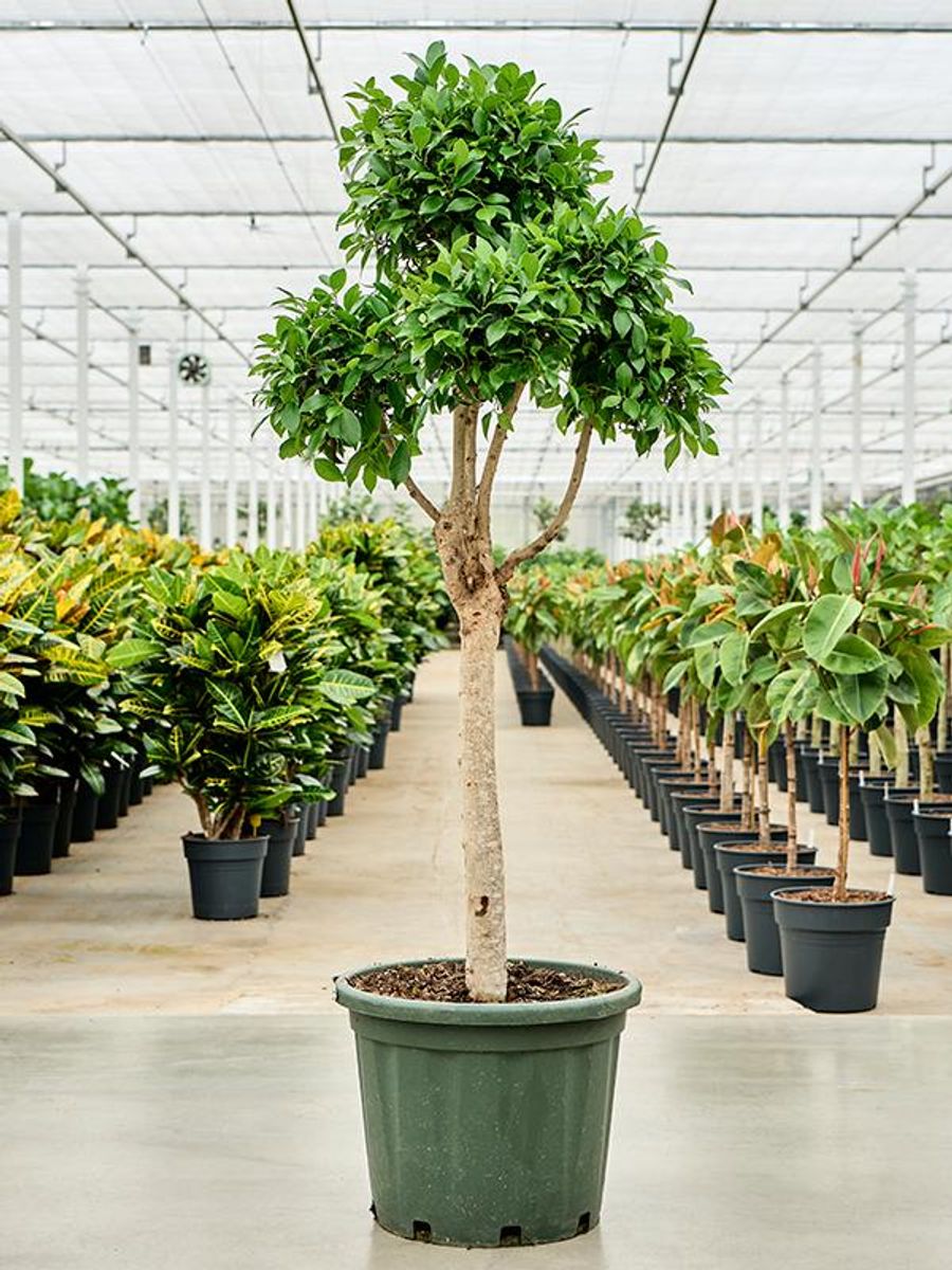 Ficus microcarpa 'Nitida' — Mayorista de plantas FlorAccess