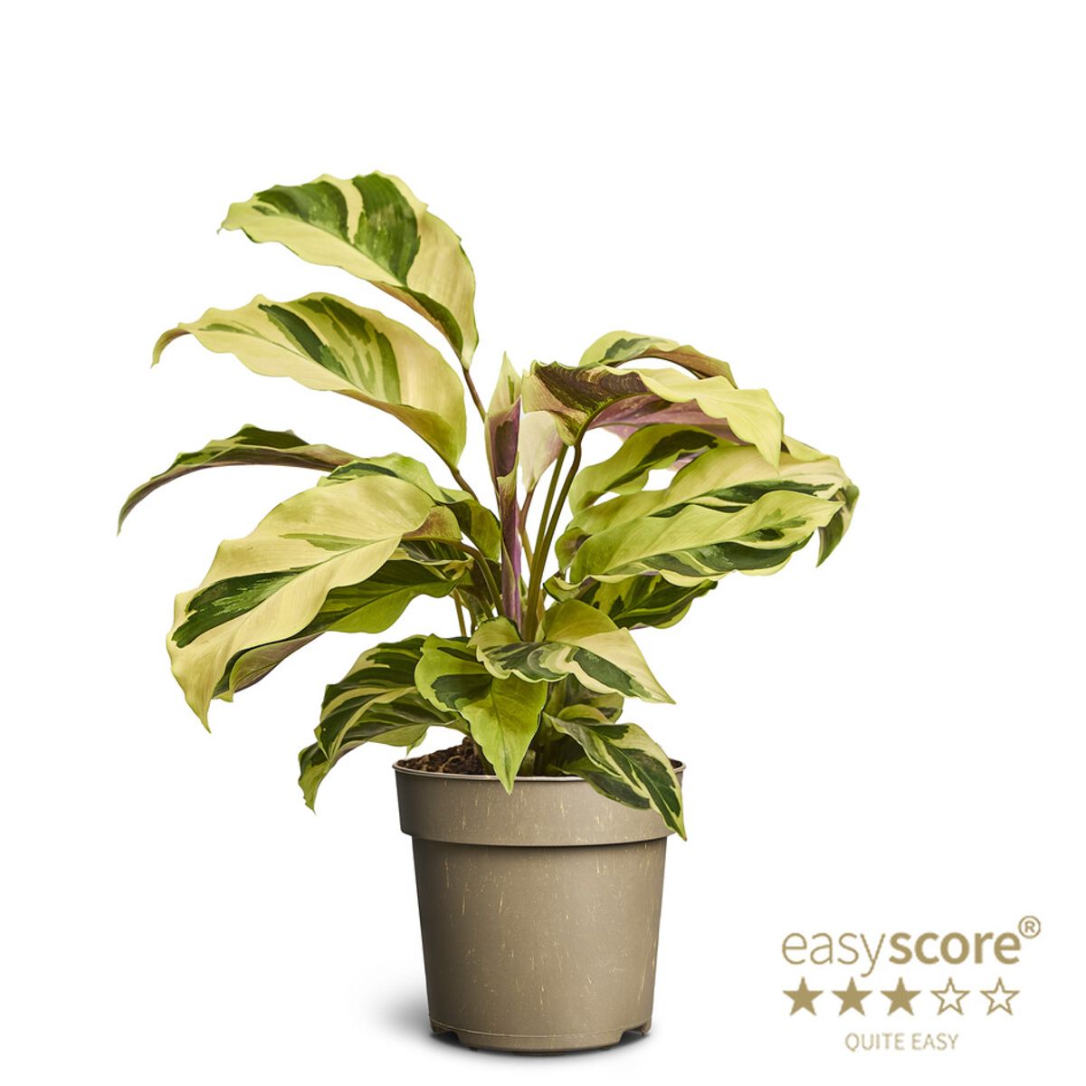 Calathea 'Yellow Miracle' — Plant Wholesale FlorAccess