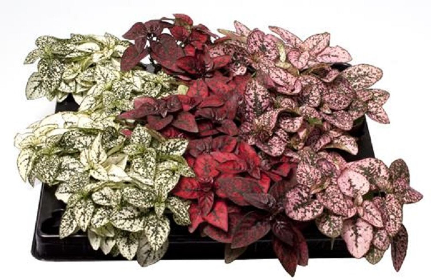 Hypoestes phyllostachya MIX — Plant Wholesale FlorAccess