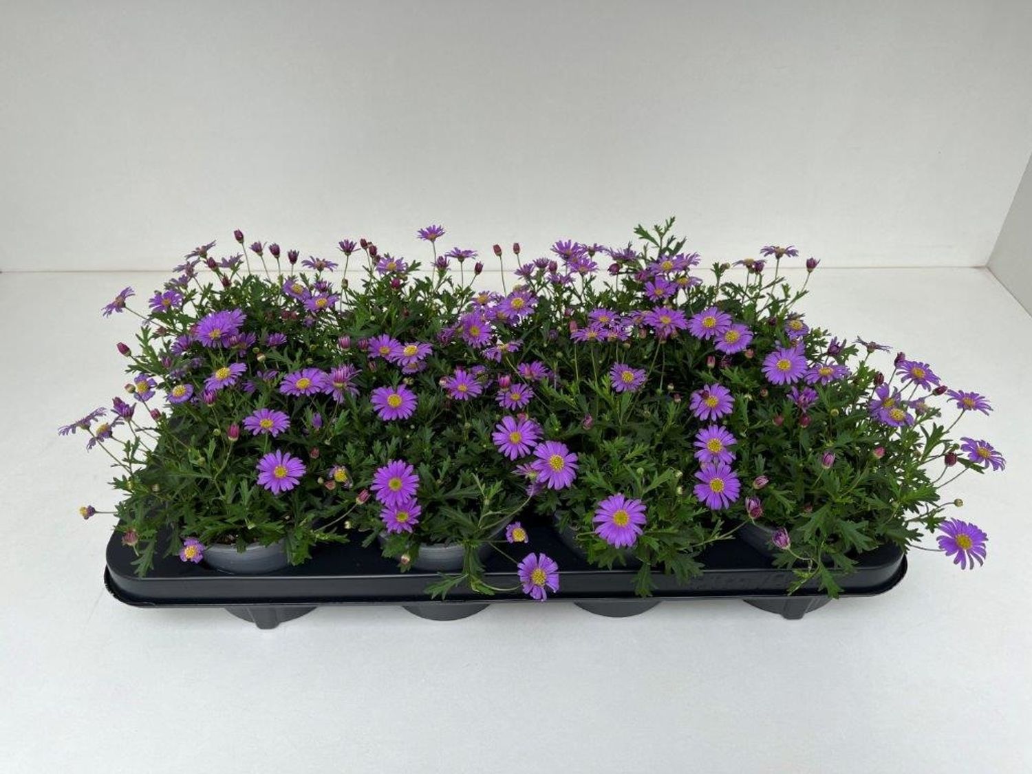 Brachyscome BRASCO VIOLET — Plant Wholesale FlorAccess