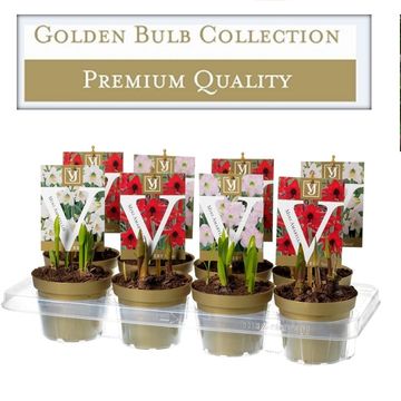 Hippeastrum RASCAL MIX — Plant Wholesale FlorAccess