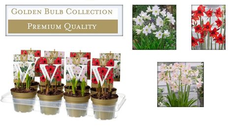 Hippeastrum RASCAL MIX — Рослини оптом FlorAccess