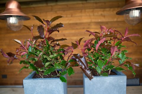 Photinia x fraseri MAGICAL VOLCANO — Рослини оптом FlorAccess