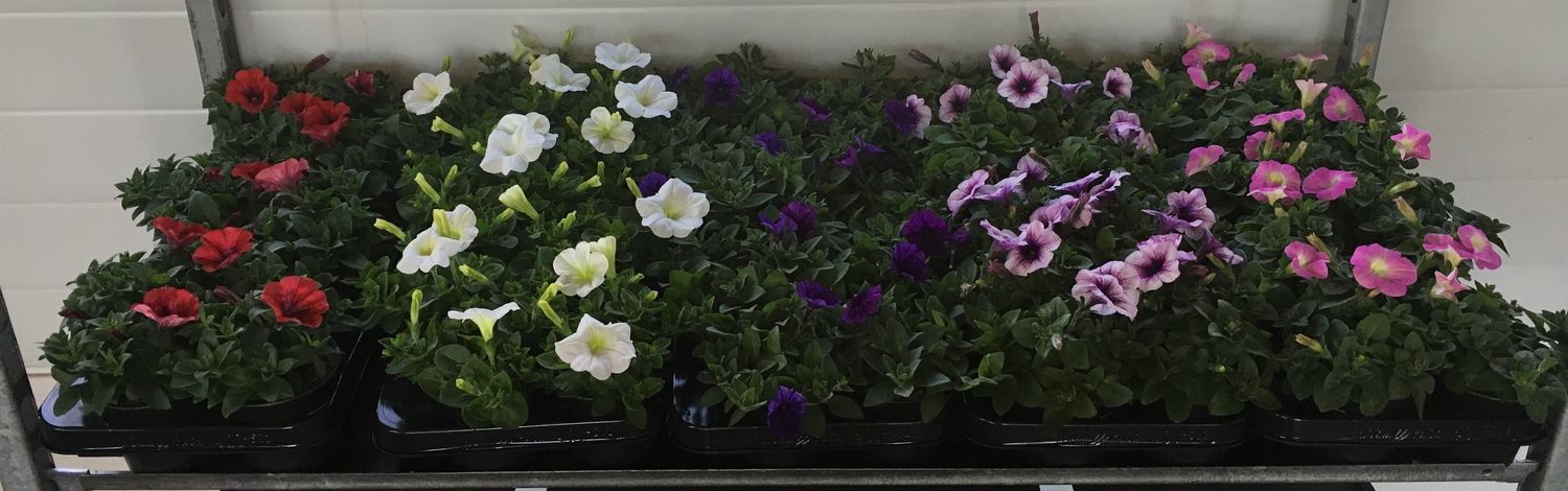 Petunia MIX — Plant Wholesale FlorAccess