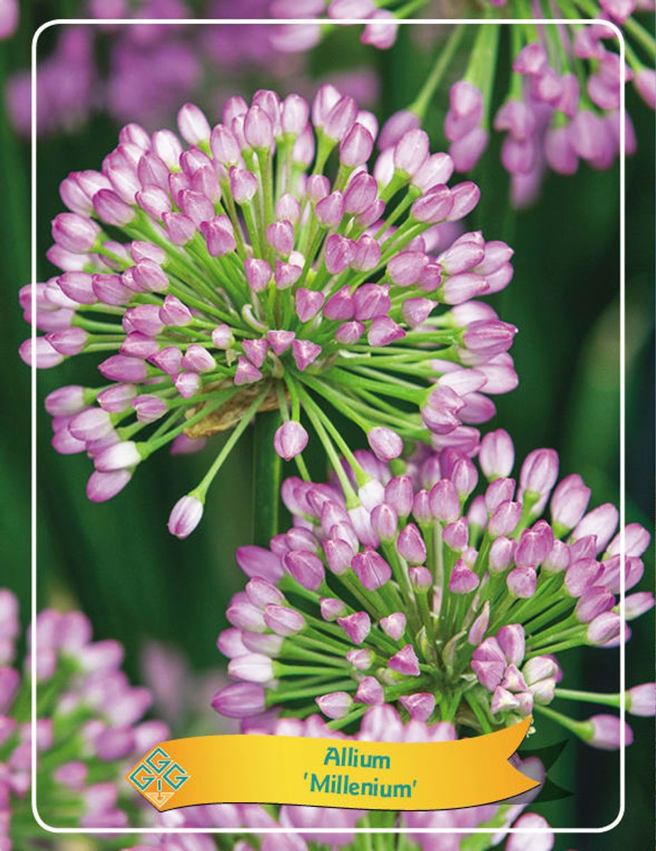 Allium 'Millenium' — Plant Wholesale FlorAccess