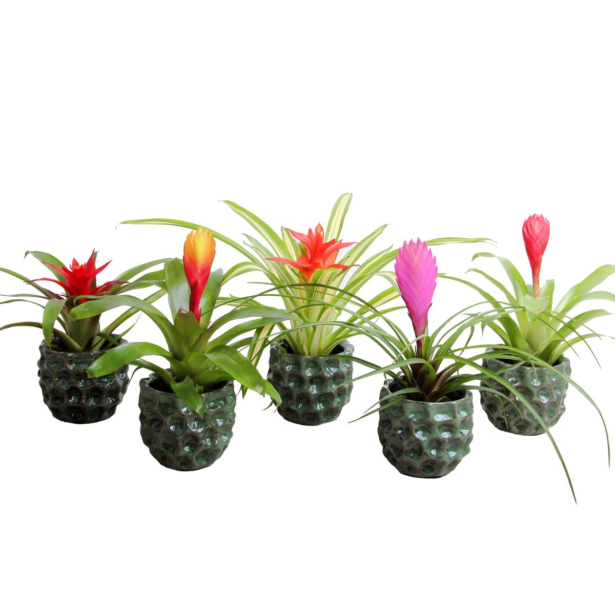 Bromelia MIX — Plant Wholesale FlorAccess
