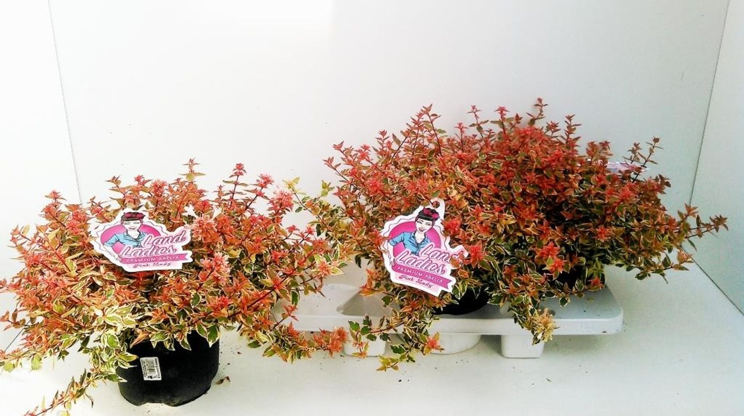 Abelia x grandiflora 'Lady Peach' — Plant Wholesale FlorAccess