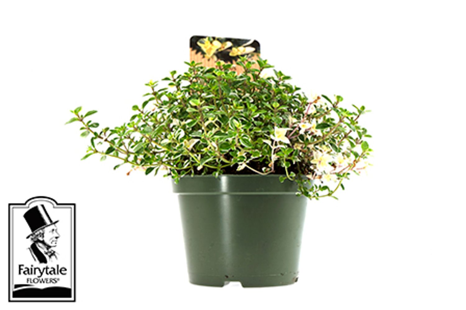 Thymus pulegioides 'Foxley' — Mayorista de plantas FlorAccess