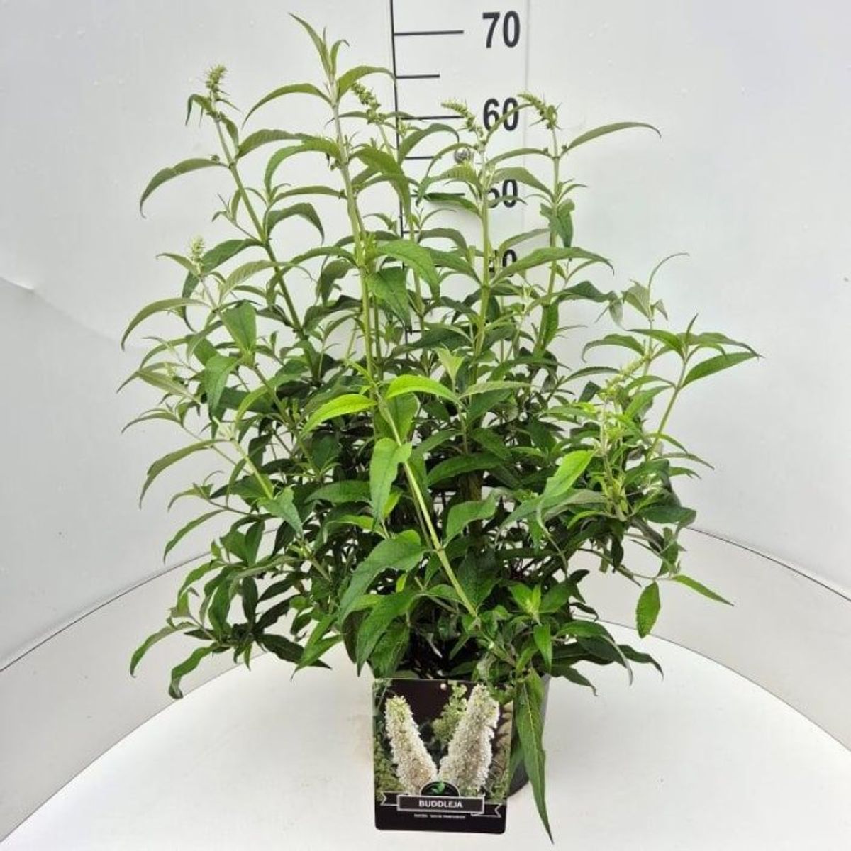 Buddleja davidii 'White Profusion' — Plant Wholesale FlorAccess