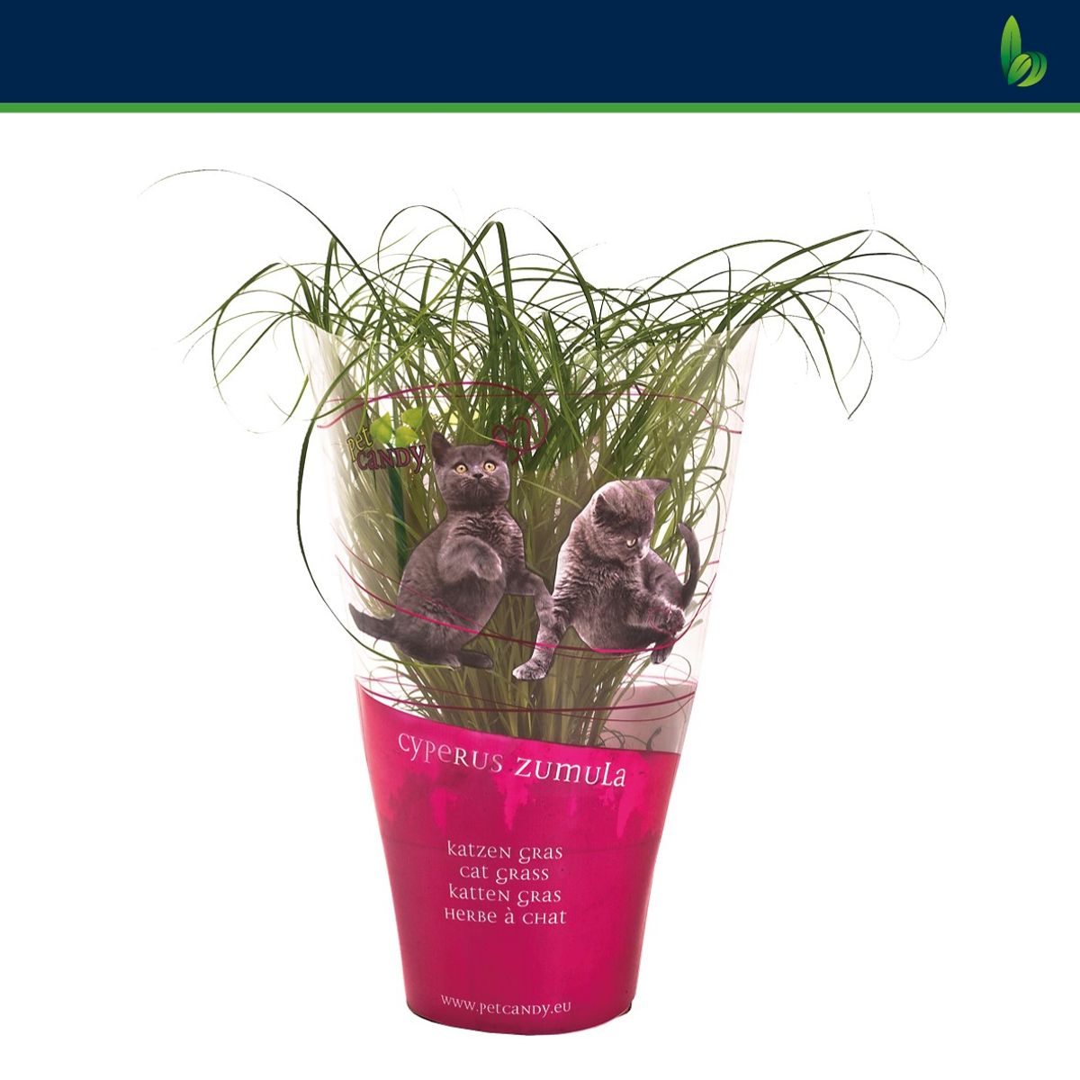Cyperus alternifolius 'Zumula' — Plant Wholesale FlorAccess