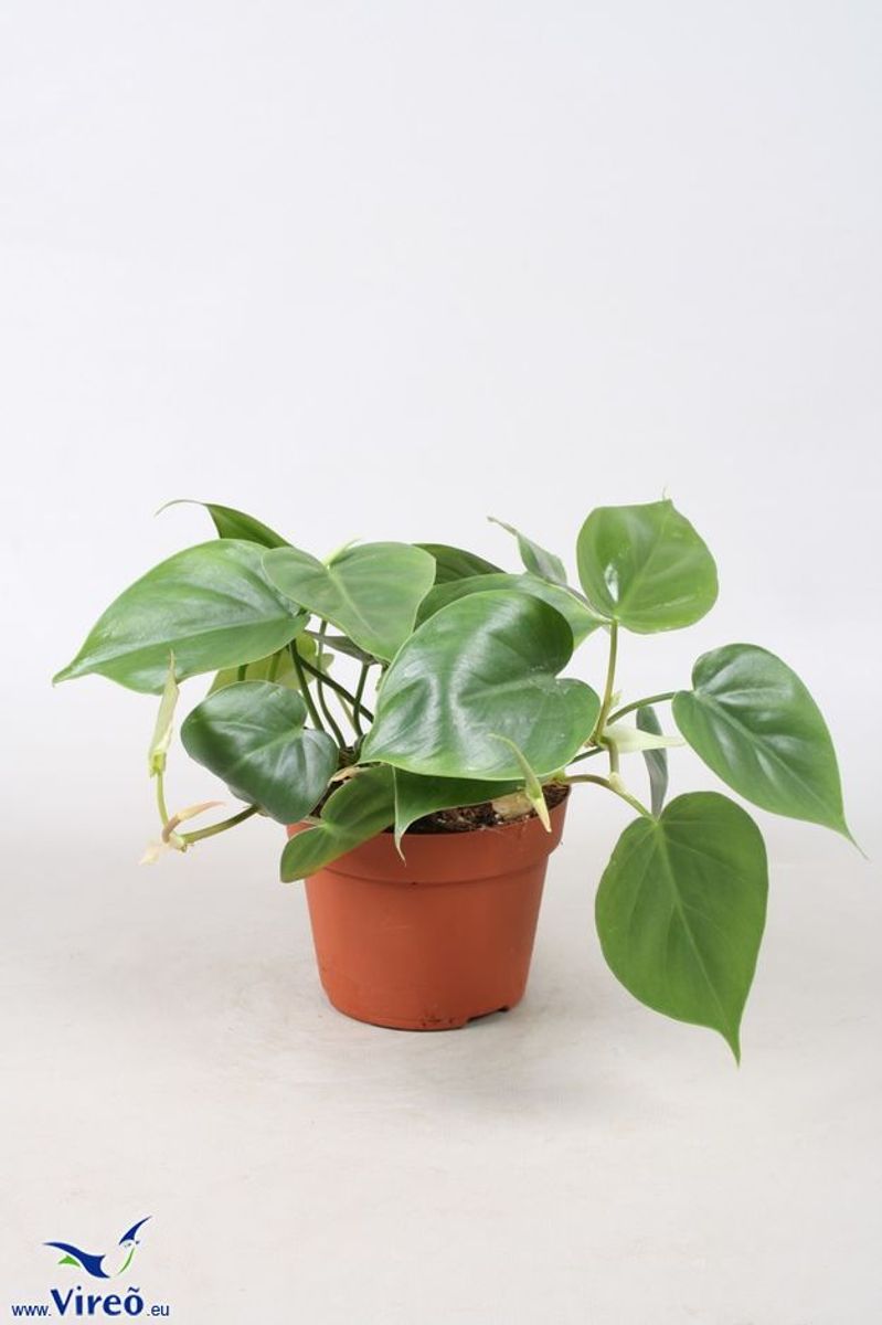Philodendron scandens — Plant Wholesale FlorAccess