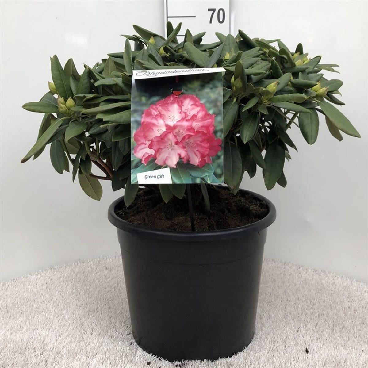 Rhododendron 'Fantastica' (Y) — Plant Wholesale FlorAccess