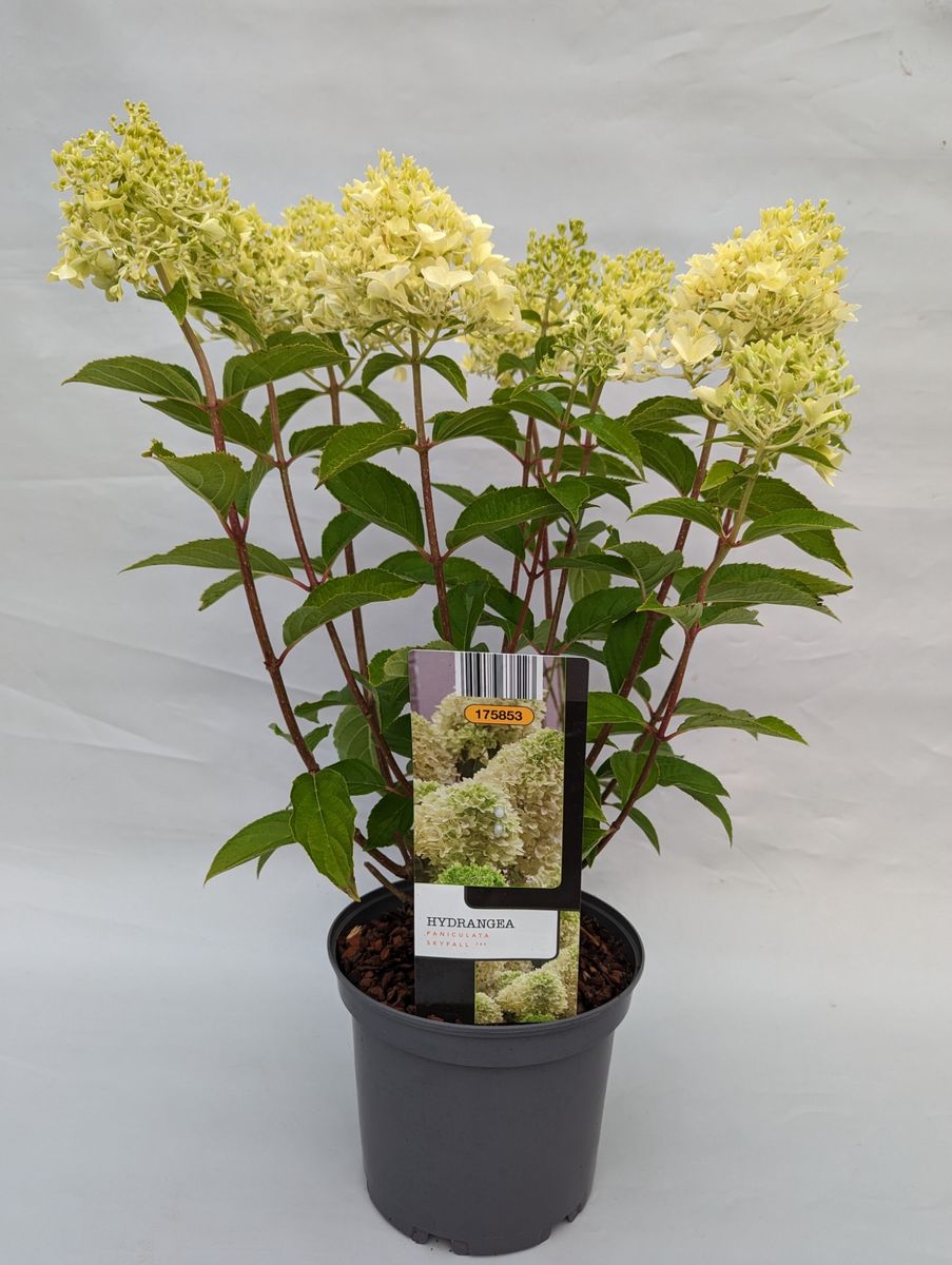 Hydrangea paniculata SKYFALL — Mayorista de plantas FlorAccess