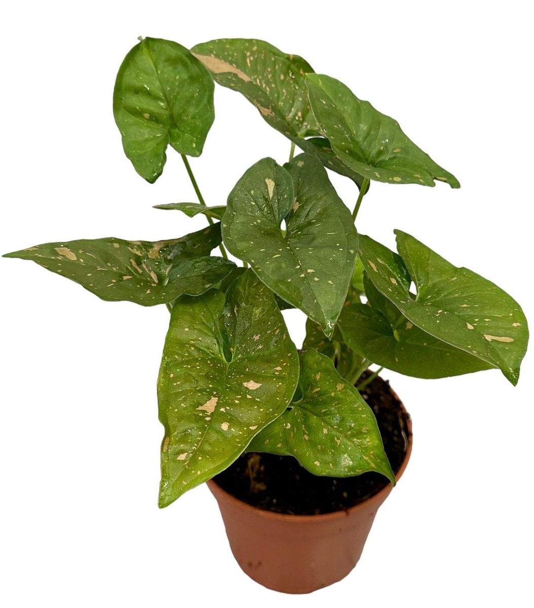 Syngonium 'Pink Splash' — Plant Wholesale FlorAccess