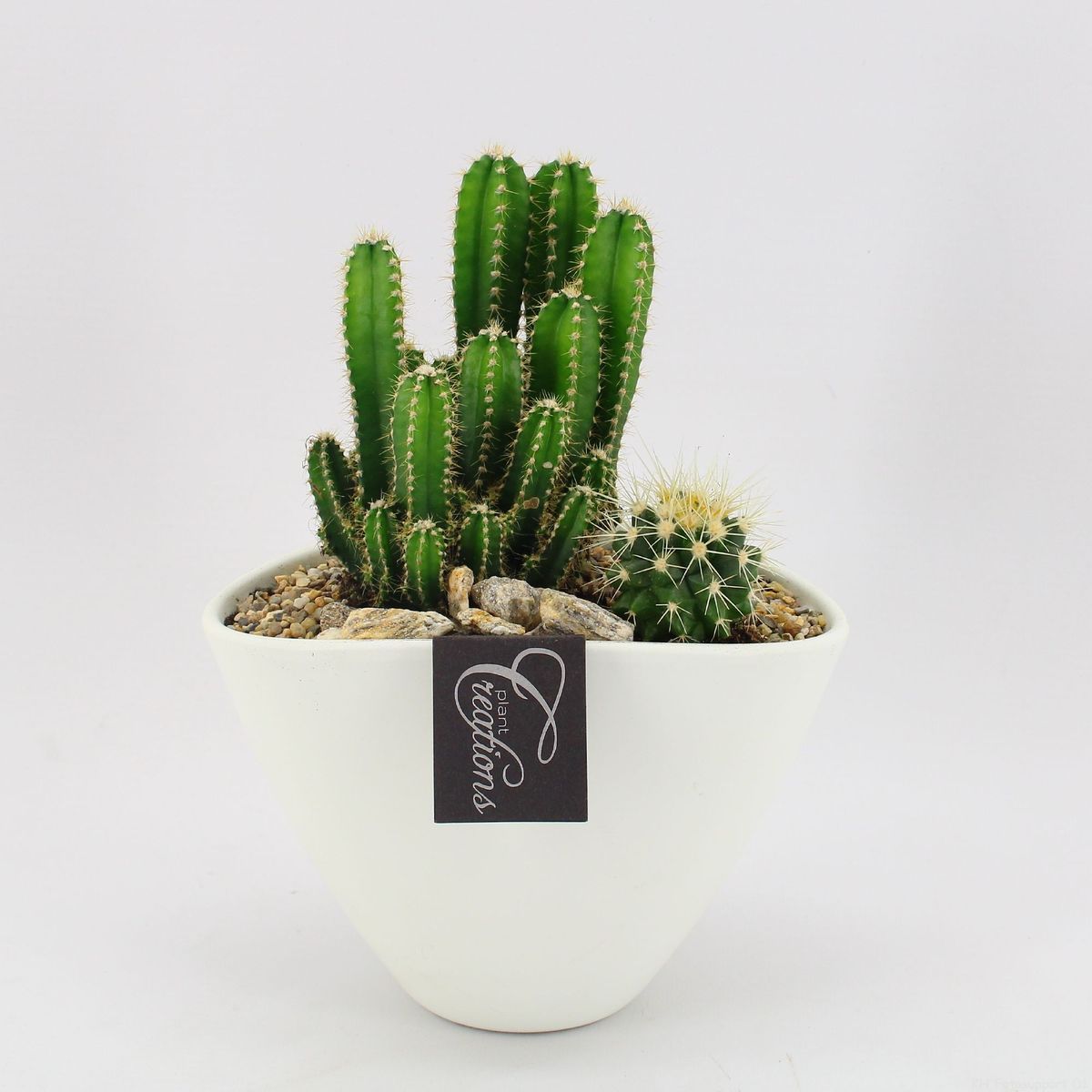 Arrangement Cactus Essentials — Plant Wholesale FlorAccess
