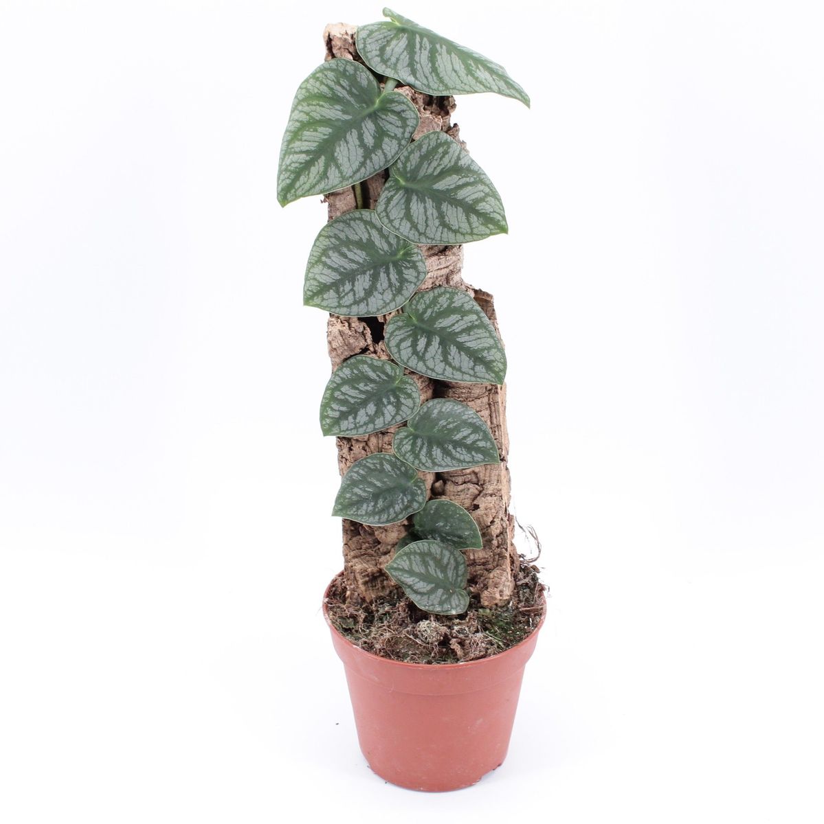 Monstera dubia — Plant Wholesale FlorAccess