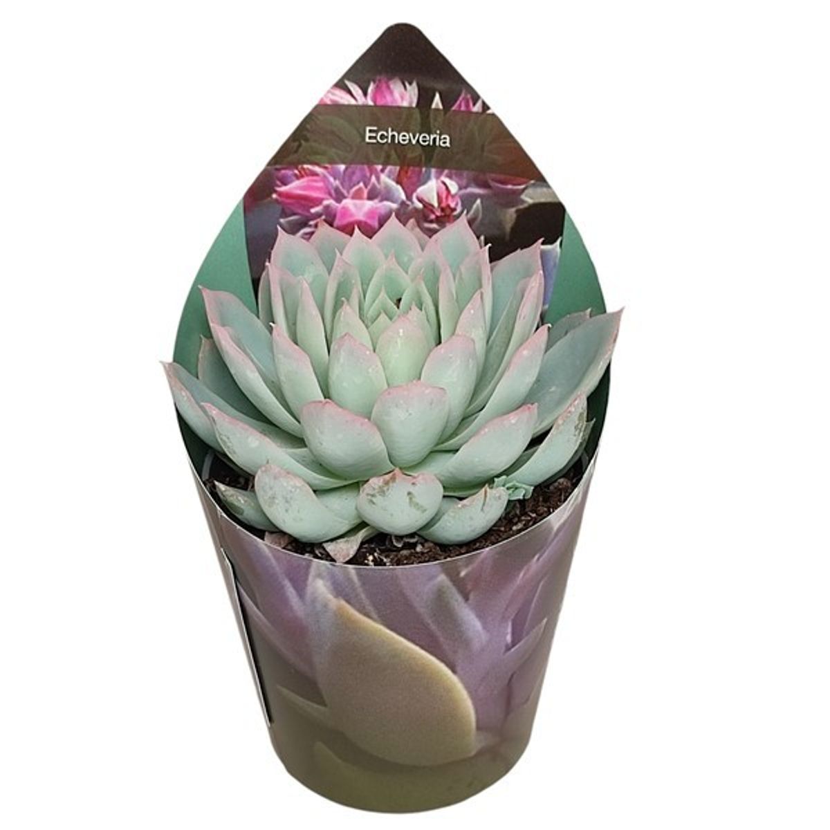Echeveria 'Spark' — Plant Wholesale FlorAccess