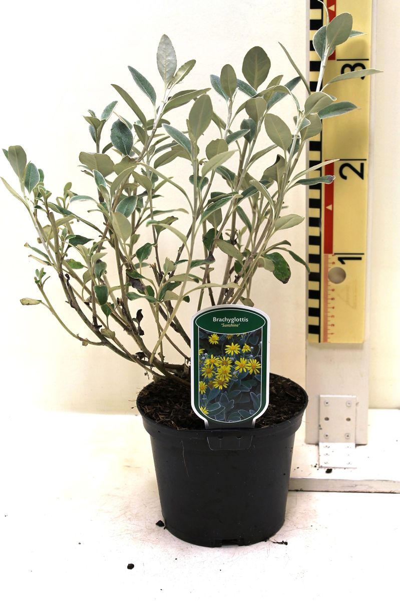Brachyglottis 'Sunshine' — Plant Wholesale FlorAccess
