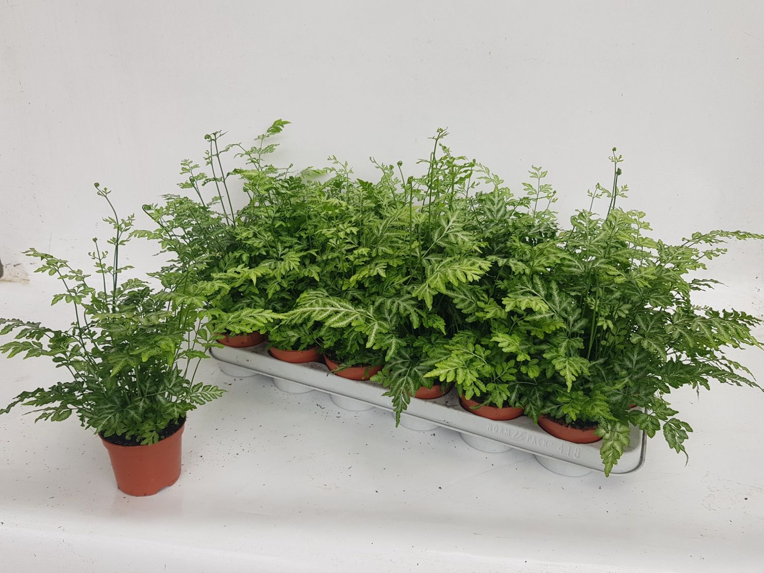 Pteris ensiformis 'Evergemiensis' — Groothandel in planten FlorAccess