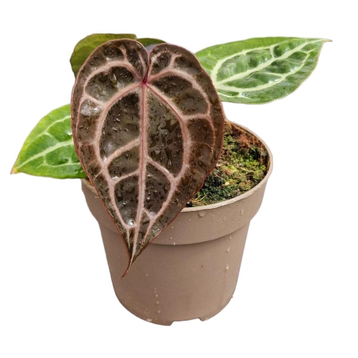 Anthurium 'Docblock Michelle' — Plant Wholesale FlorAccess