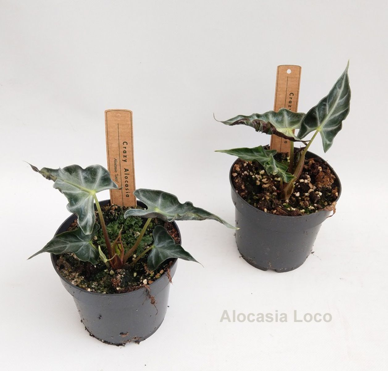Alocasia 'Loco' — Plant Wholesale FlorAccess