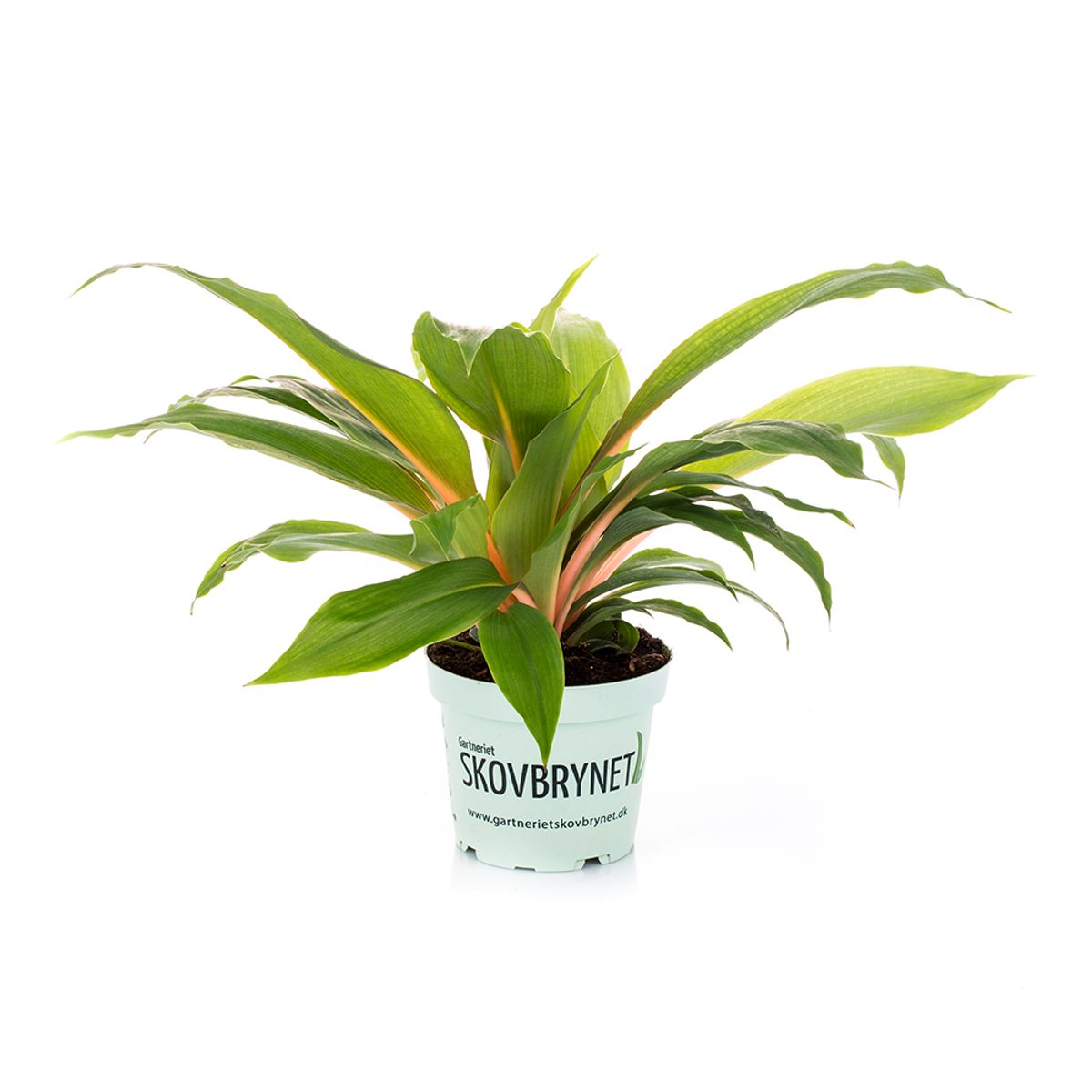 Chlorophytum orchidastrum 'Fire Flash' — Plant Wholesale FlorAccess