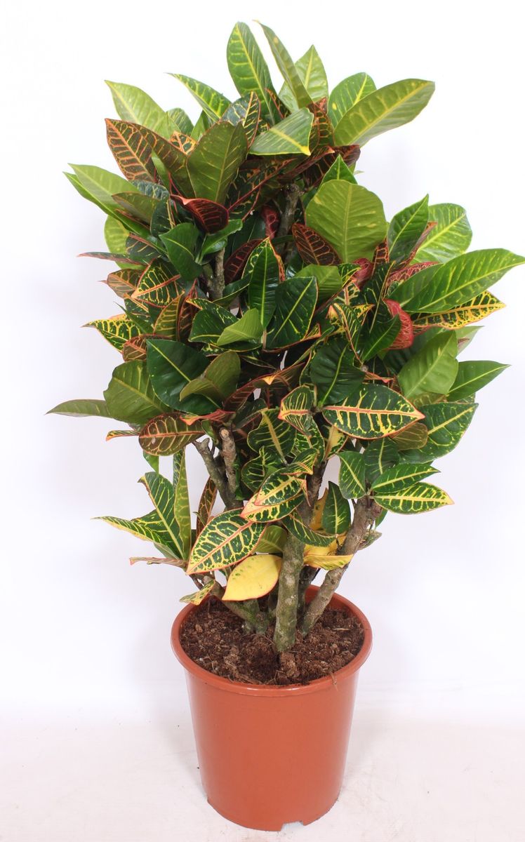 Codiaeum variegatum 'Petra' — Plant Wholesale FlorAccess