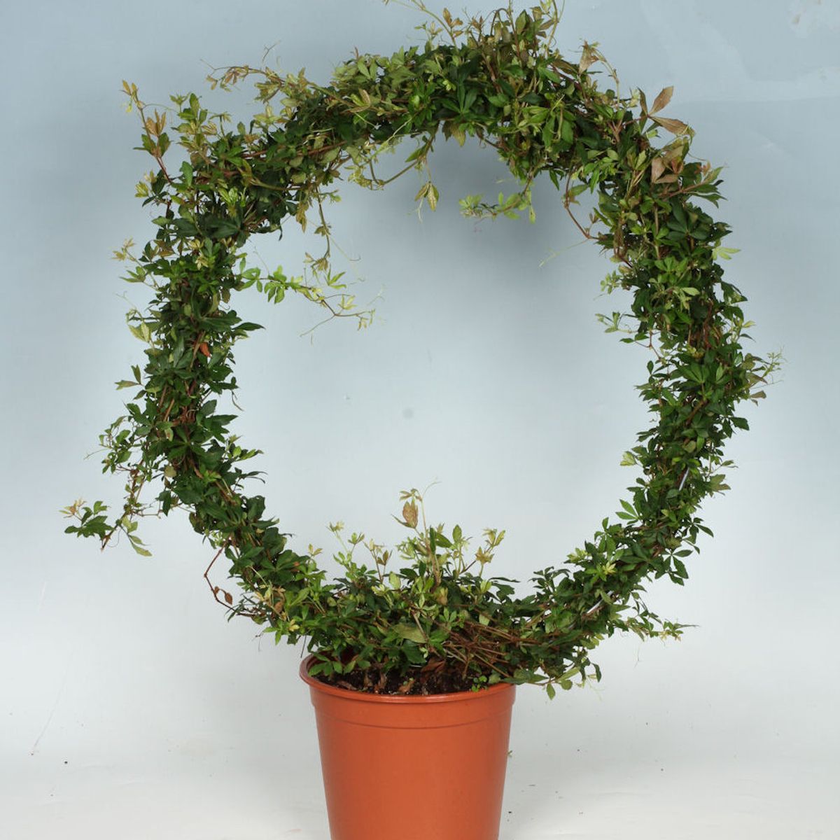 Cissus striata — Plant Wholesale FlorAccess