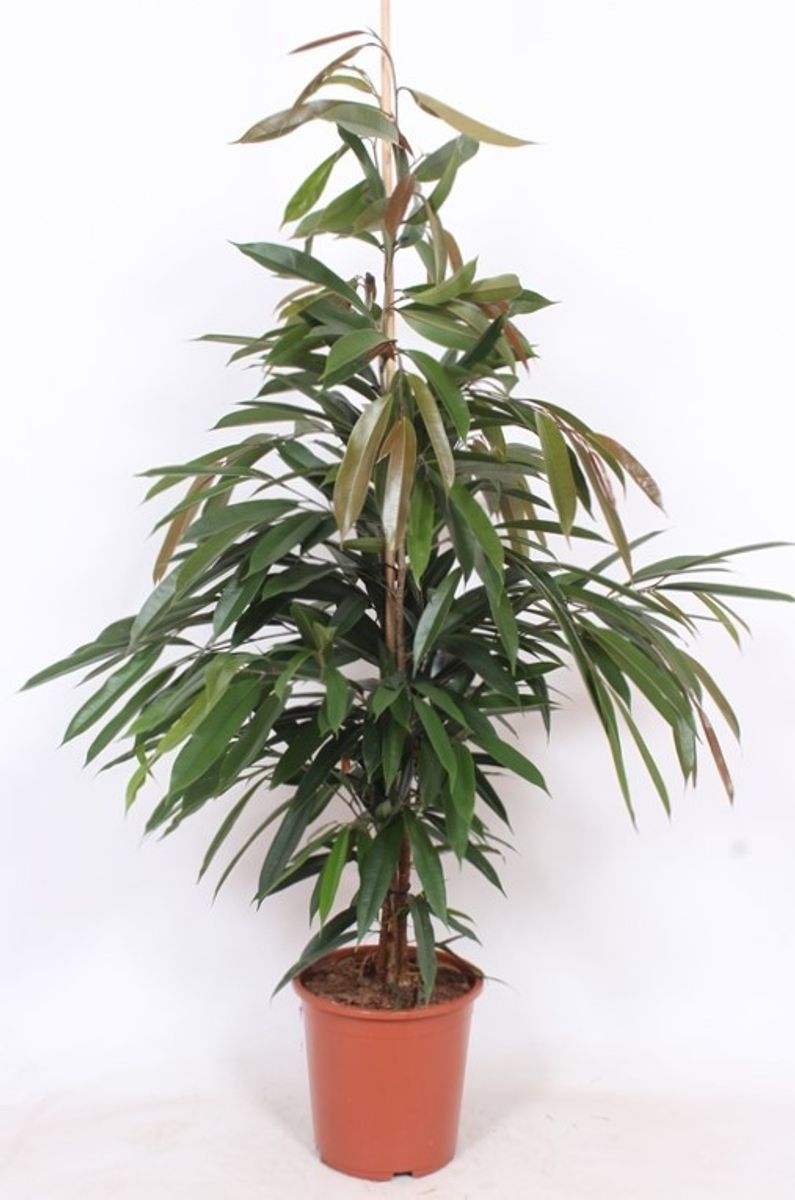 Ficus binnendijkii 'Amstel King' — Plant Wholesale FlorAccess