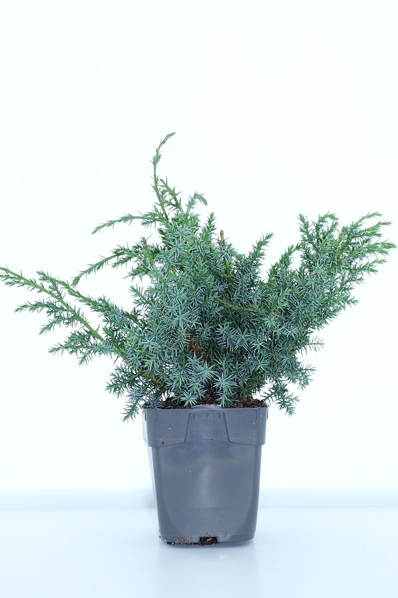 Juniperus chinensis 'Blue Alps' — Plant Wholesale FlorAccess