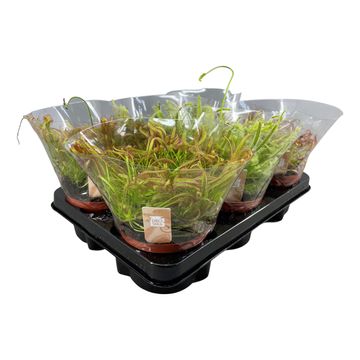 Drosera MIX — Plant Wholesale FlorAccess