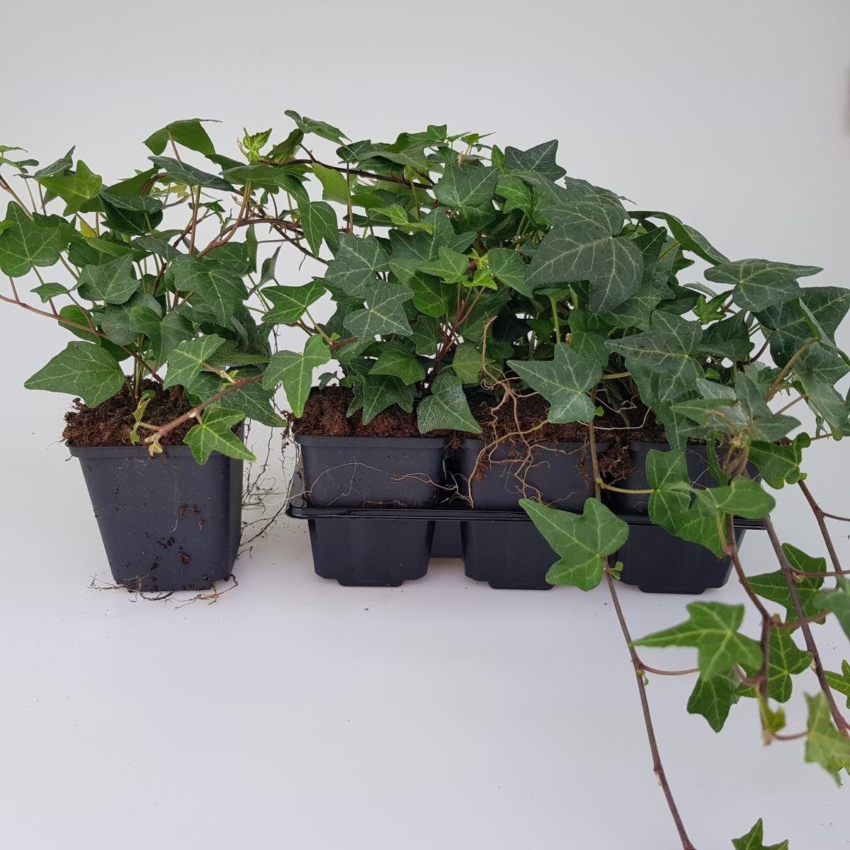 Hedera helix 'Shamrock' — Plant Wholesale FlorAccess
