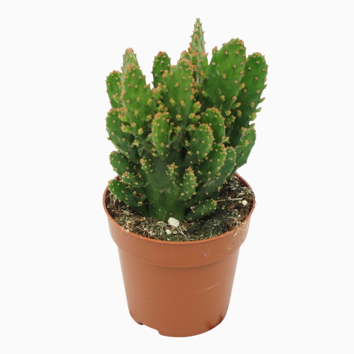 Opuntia tuna — Plant Wholesale FlorAccess