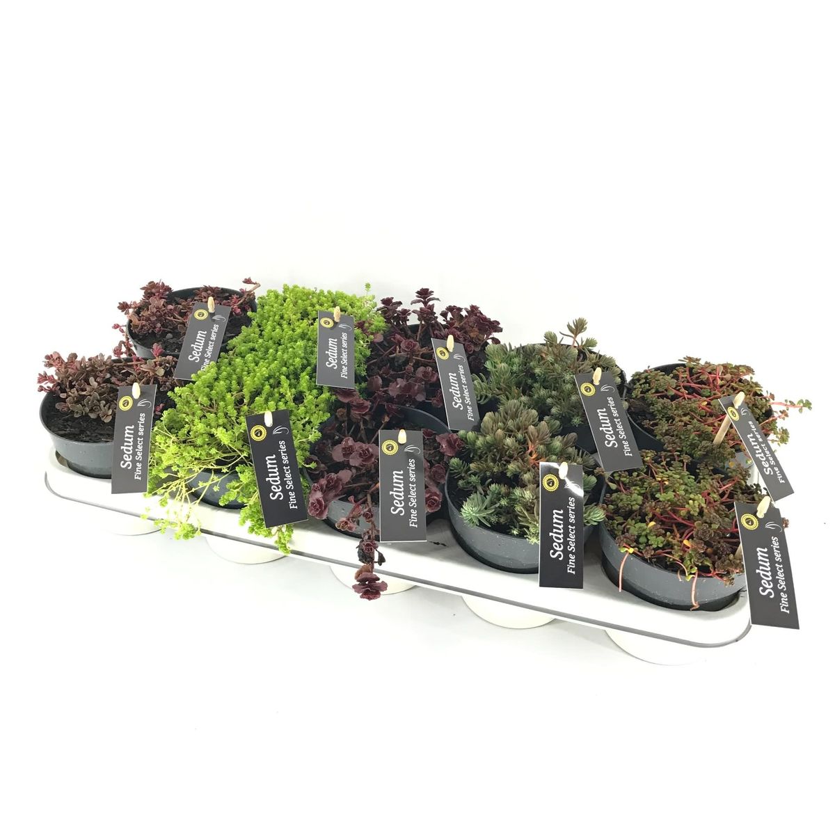 Sedum MIX — Plant Wholesale FlorAccess