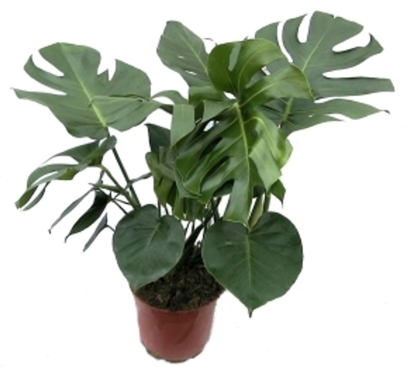 Monstera deliciosa — Plant Wholesale FlorAccess
