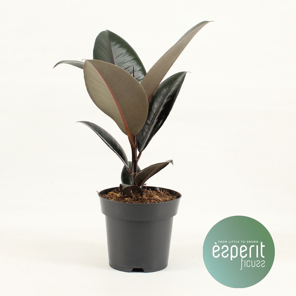 Ficus elastica 'Abidjan' — Plant Wholesale FlorAccess