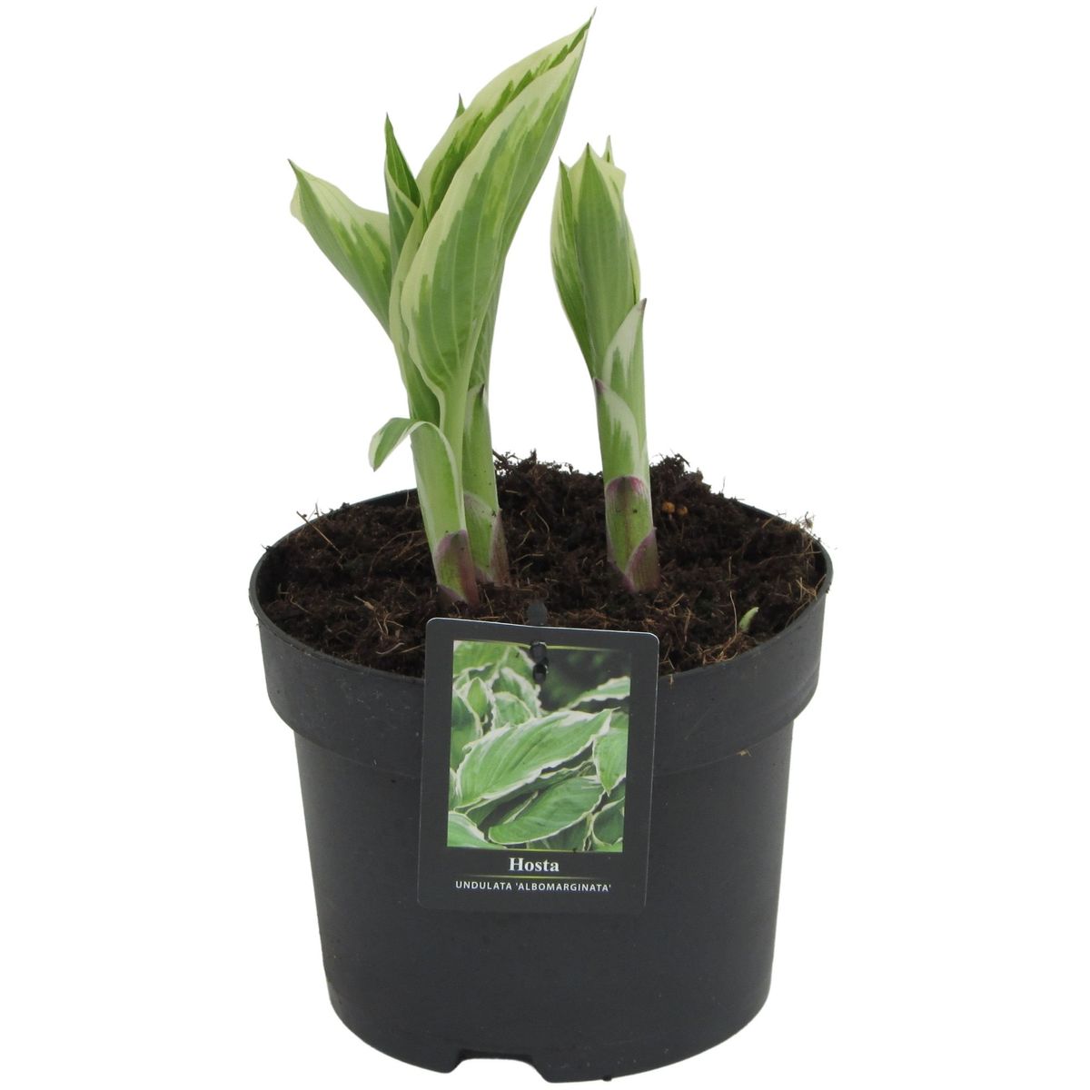 Hosta 'Undulata Albomarginata' — Plant Wholesale FlorAccess