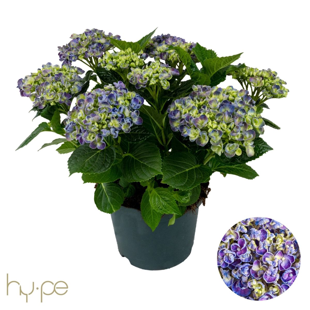 Hydrangea macrophylla CURLY WURLY BLUE — Plant Wholesale FlorAccess
