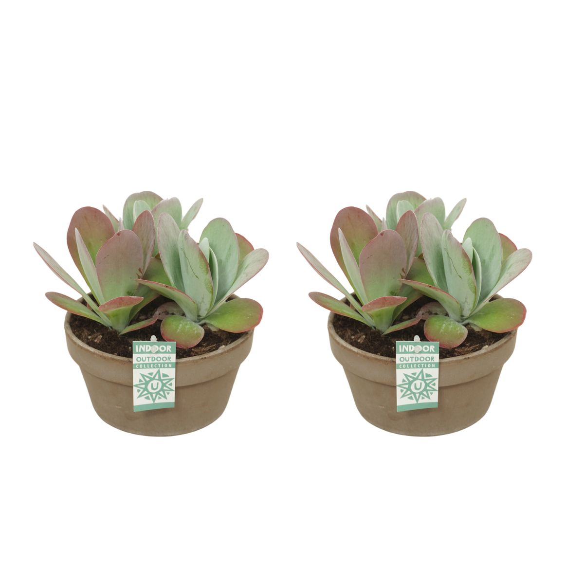 Kalanchoe thyrsiflora RED LIPS — Plant Wholesale FlorAccess