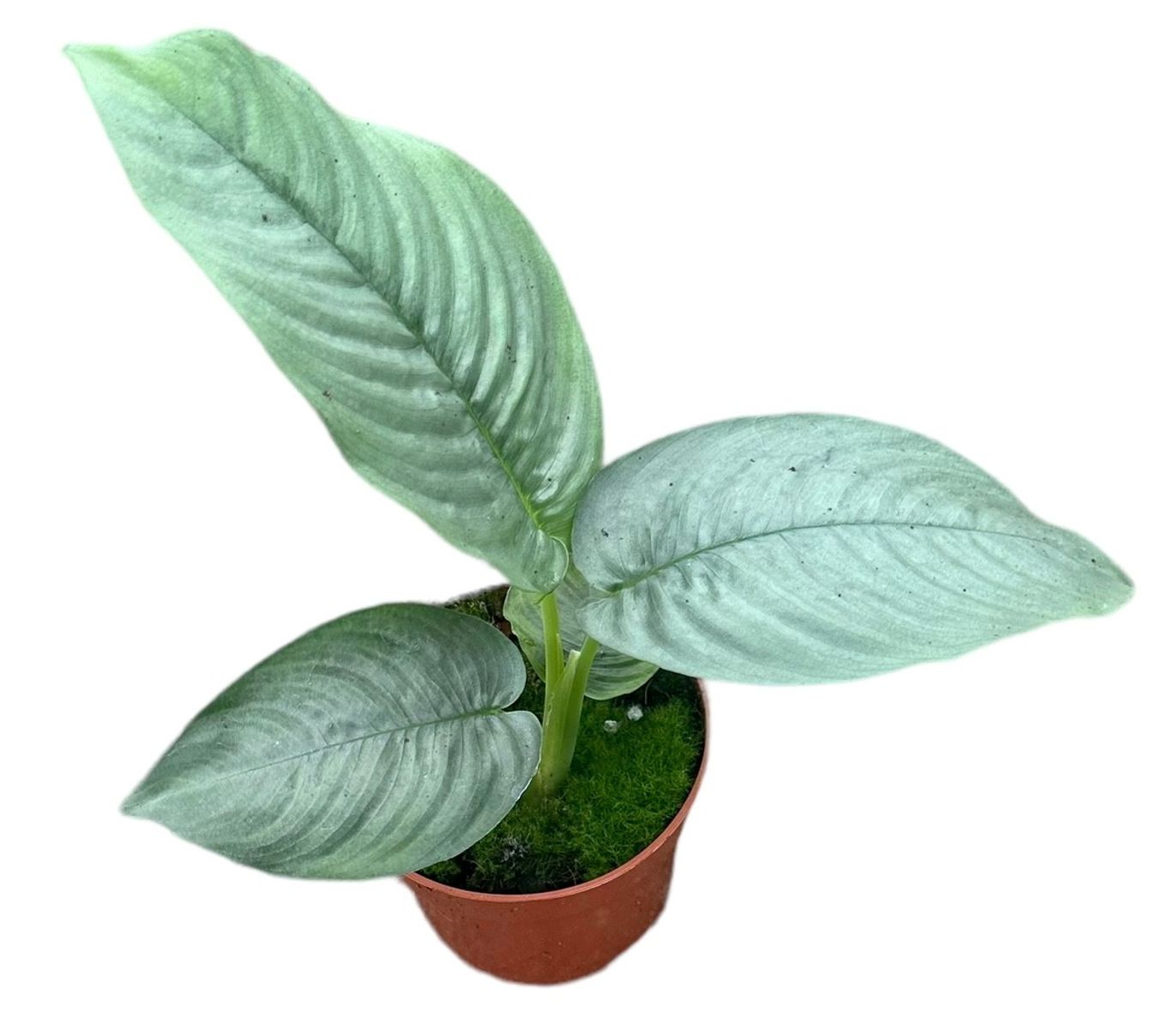 Schismatoglottis hendrikii — Plant Wholesale FlorAccess