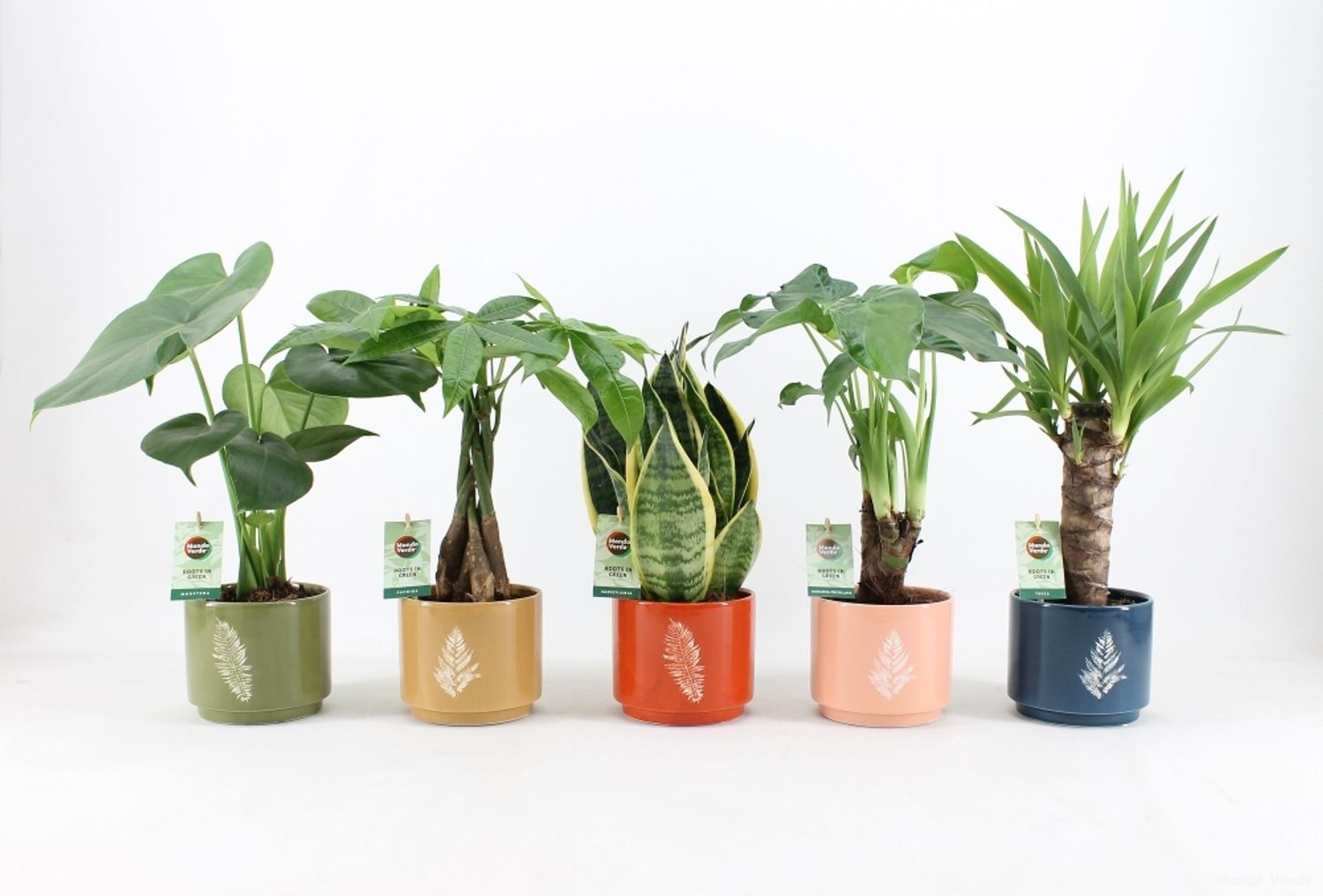 Ev bitkileri MIX — Toptan Bitki Satışı FlorAccess