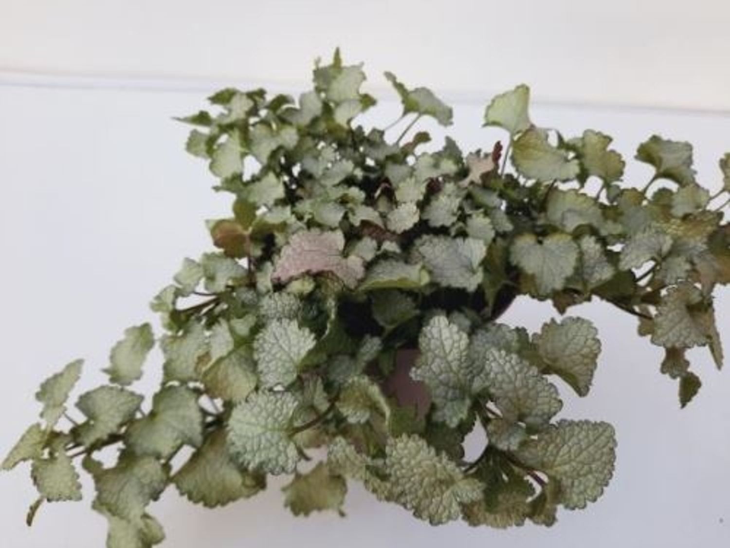 Lamium maculatum 'Pink Chablis' — Рослини оптом FlorAccess