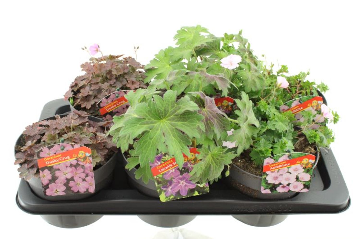 Geranium MIX — Plant Wholesale FlorAccess