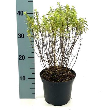 Fuchsia magellanica 'Sharpitor' — Plant Wholesale FlorAccess