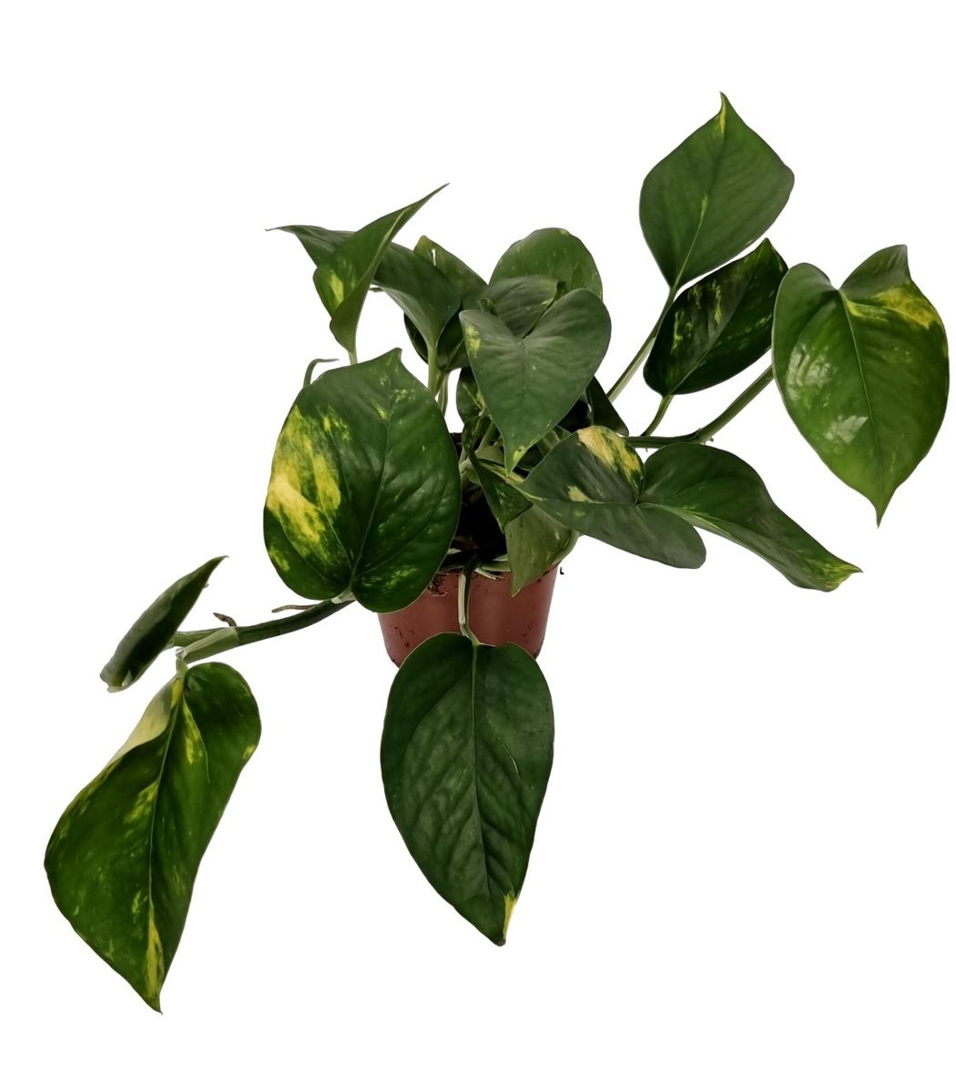 Epipremnum pinnatum 'Aureum' — Plant Wholesale FlorAccess