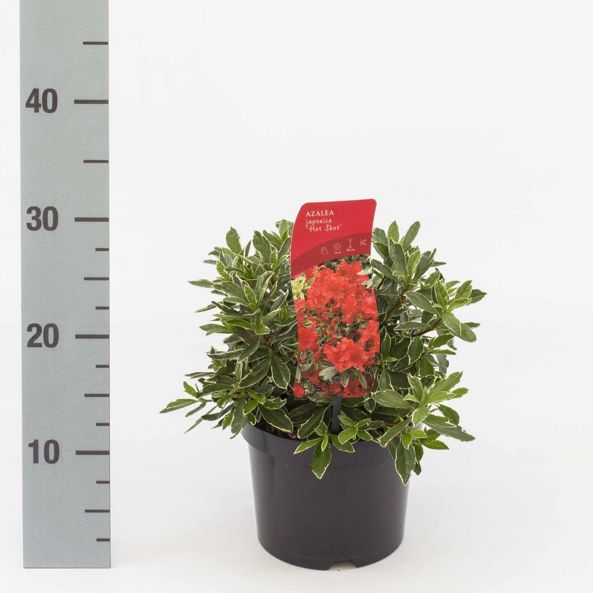 Rhododendron 'Hot Shot' (AJ) — Plant Wholesale FlorAccess
