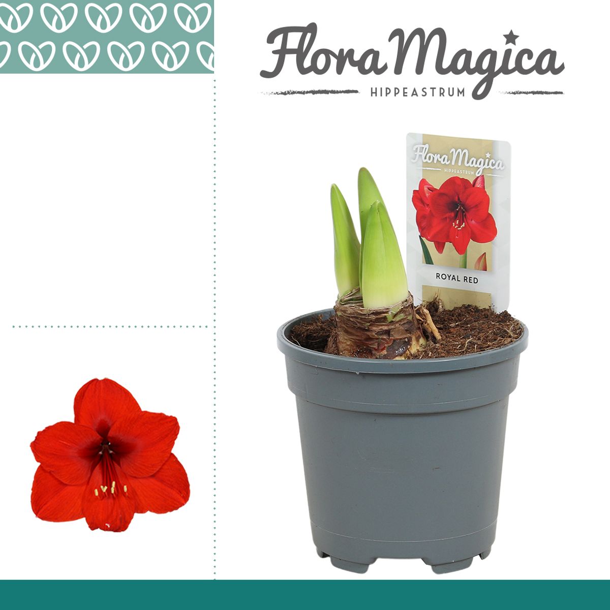 Hippeastrum 'Royal Red' — Plant Wholesale FlorAccess