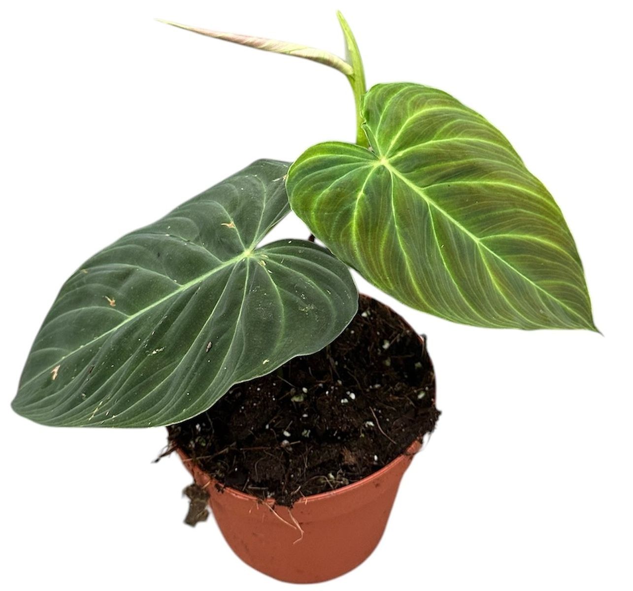 Philodendron 'Splendid' — Plant Wholesale FlorAccess