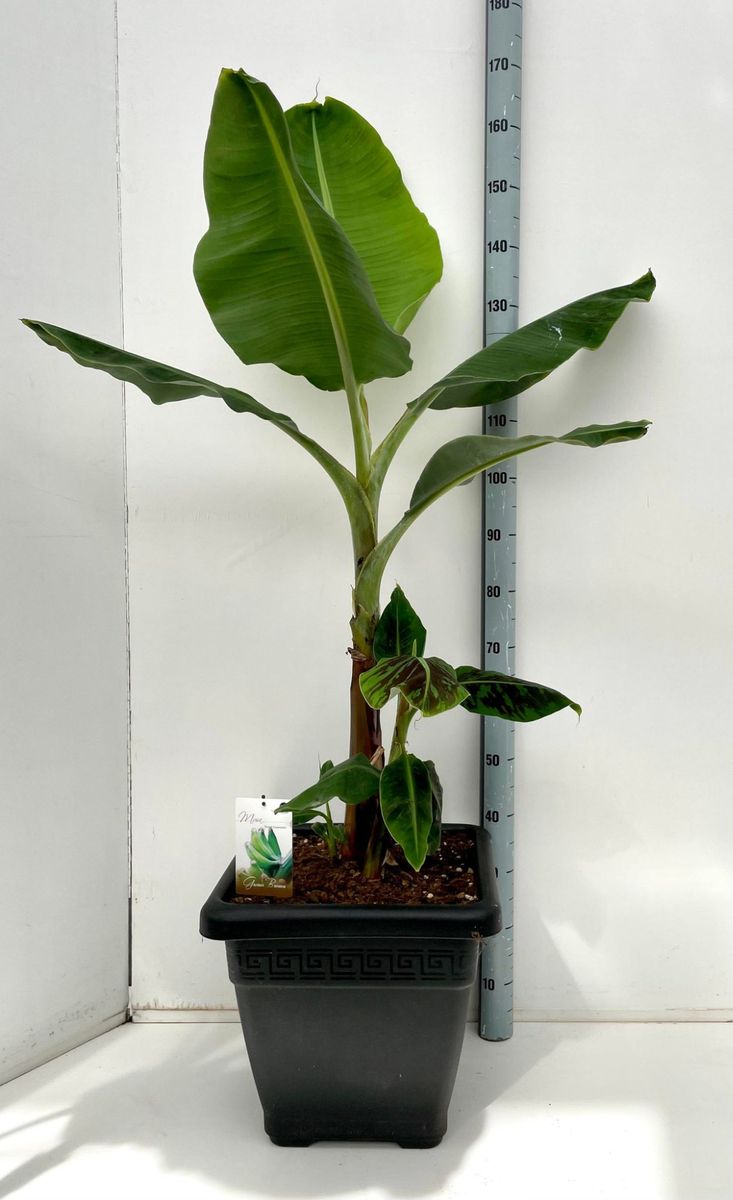 Musa acuminata 'Dwarf Cavendish' — Plant Wholesale FlorAccess